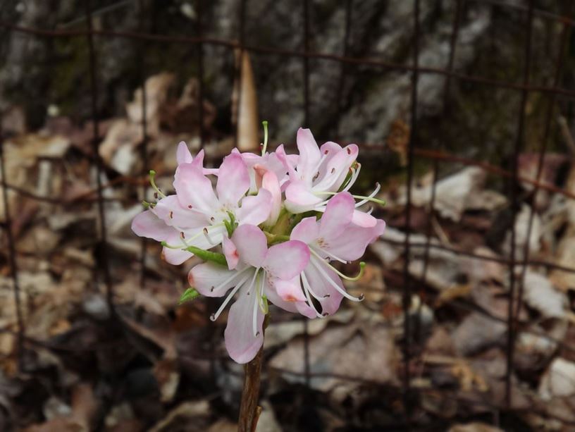 Rhododendron vaseyi - pinkshell azalea | The Dawes Arboretum