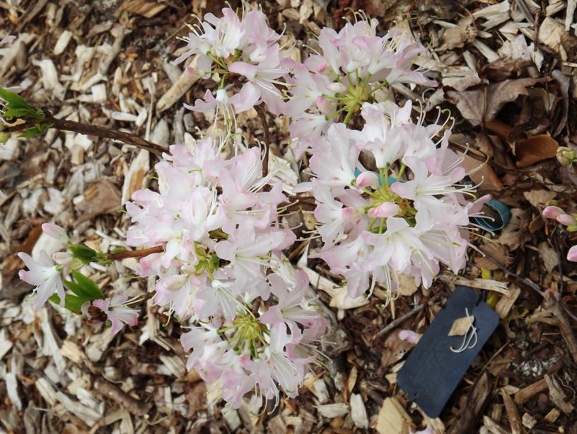 Rhododendron vaseyi - pinkshell azalea | The Dawes Arboretum