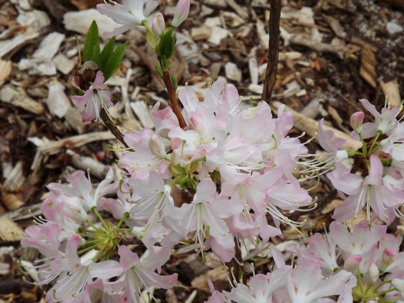 Rhododendron vaseyi - pinkshell azalea | The Dawes Arboretum