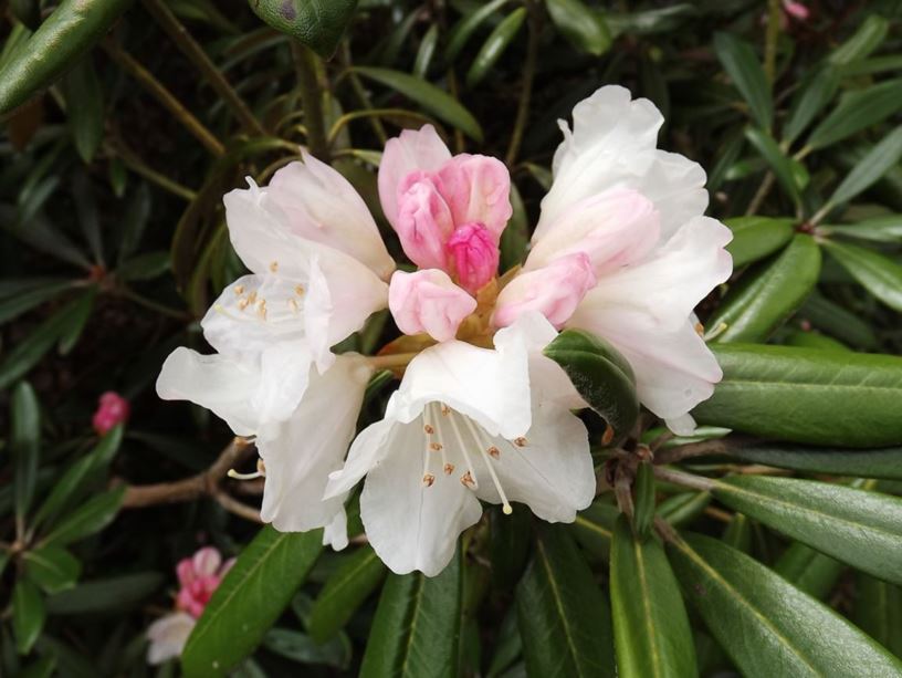 Rhododendron yakushimanum 'Yaku Angel' - Yaku Angel Yakushima ...