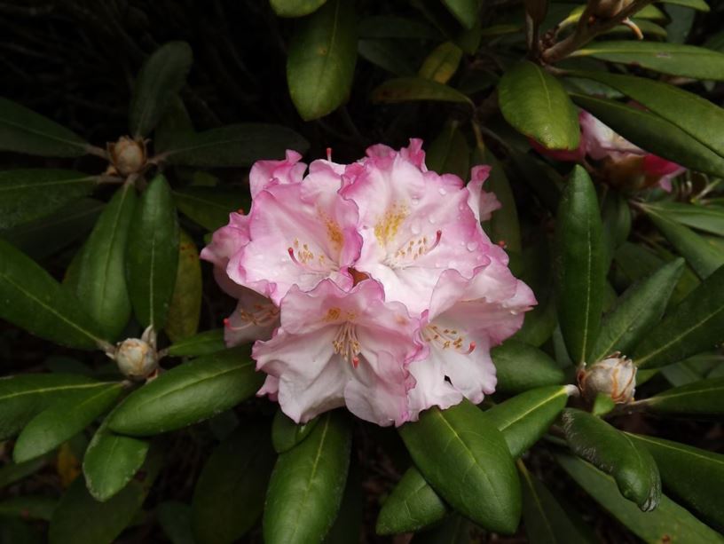 Rhododendron yakushimanum 'Ken Janeck' - Ken Janeck Yakushima ...