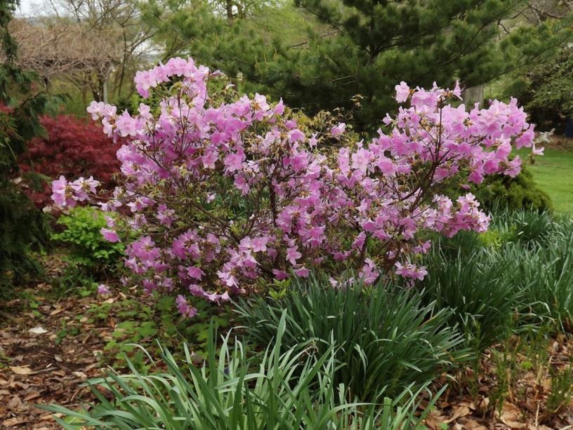 Rhododendron yedoense var. poukhanense - Korean azalea | The Dawes ...