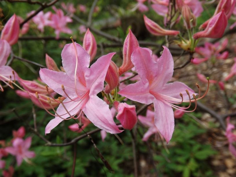 Rhododendron periclymenoides × R. prinophyllum - pinxterbloom azalea ...