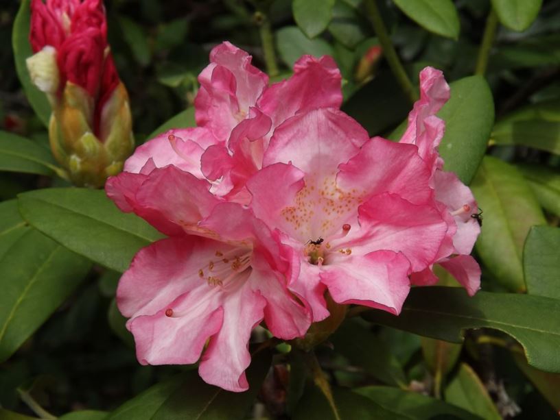 Rhododendron 'Yaku Prince' - Yaku Prince rhododendron | The Dawes Arboretum
