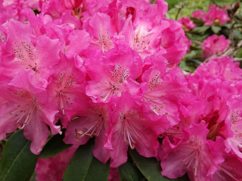 Rhododendron 'Holden' - Holden rhododendron | The Dawes Arboretum