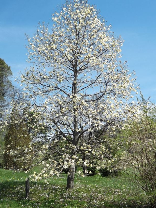 Magnolia 'Gold Star' - Gold Star magnolia | The Dawes Arboretum