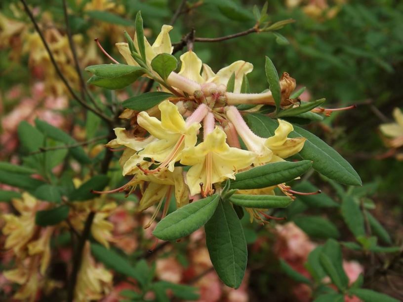 Rhododendron austrinum - Florida azalea, orange azalea, Florida flame ...