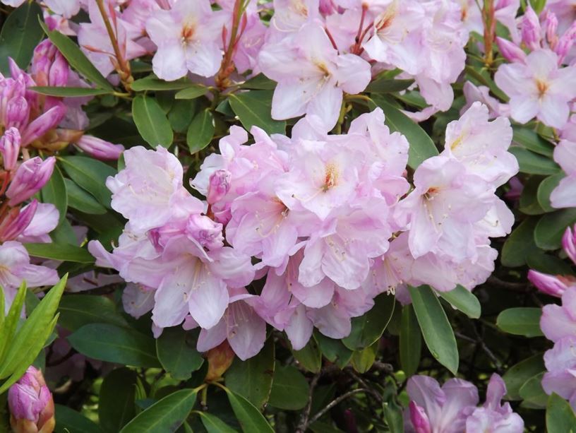 Rhododendron 'Caroline' - Caroline rhododendron | The Dawes Arboretum
