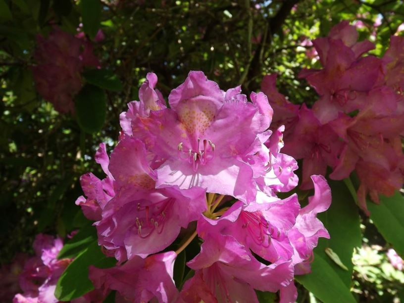 Rhododendron 'Catawbiense Boursault' - Catawbiense Boursault ...