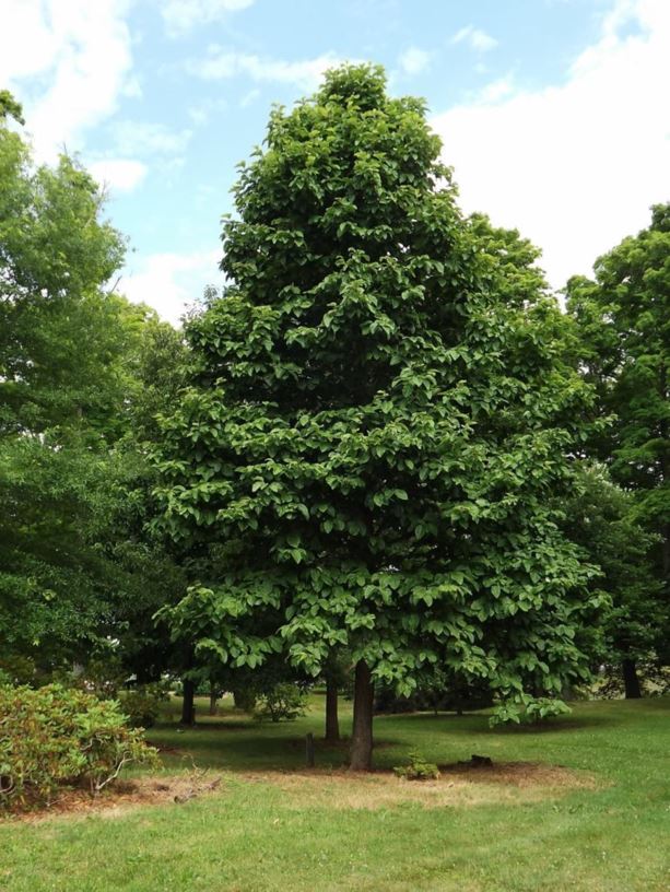 Magnolia acuminata - cucumber-tree magnolia | The Dawes Arboretum