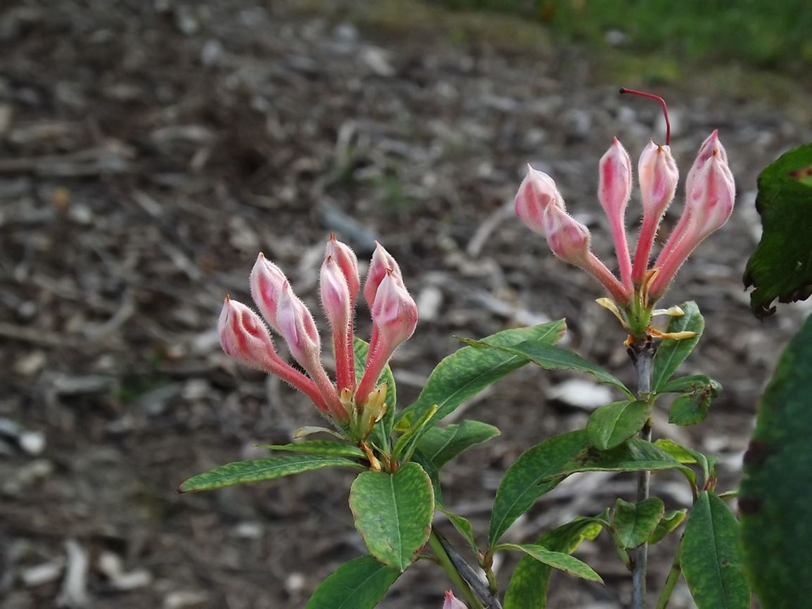 Rhododendron 'Late Lady' - Late Lady azalea | The Dawes Arboretum