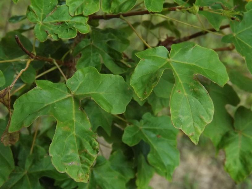 Acer miyabei subsp. miaotaiense - Miaotaitze maple | The Dawes Arboretum