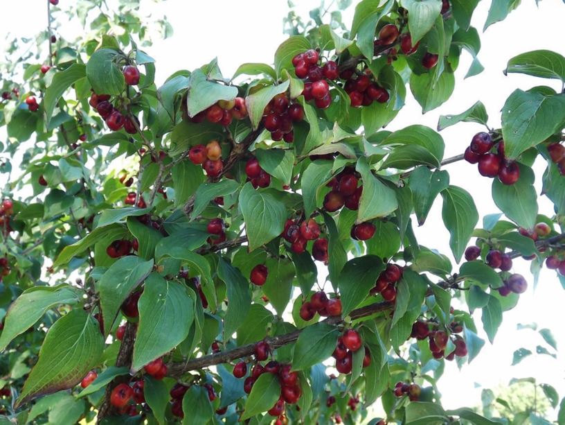 Cornus officinalis - Japanese cornelian-cherry dogwood, Japanese cornel ...