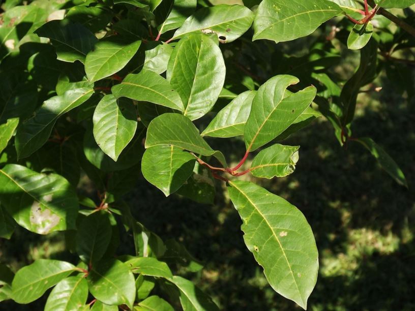 Nyssa sylvatica 'Wildfire' - Wildfire black tupelo, Wildfire blackgum ...