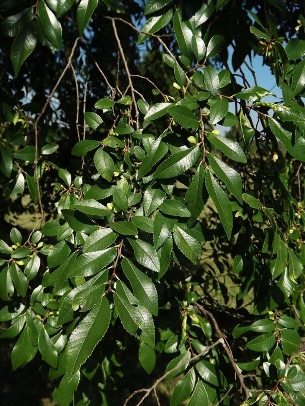 Ulmus parvifolia 'Dynasty' - Dynasty Chinese elm, Dynasty lacebark elm ...