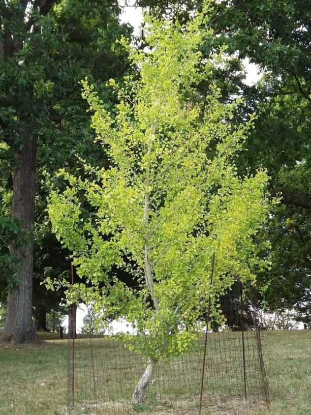 Ginkgo biloba 'Autumn Gold' Autumn Gold™ - Autumn Gold™ ginkgo | The ...