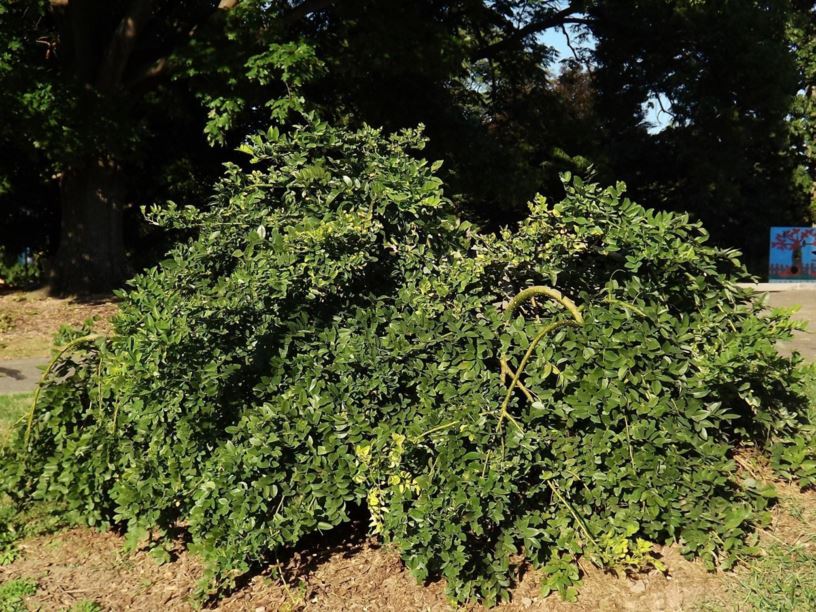 Styphnolobium japonicum 'Pendulum' - weeping Chinese scholar-tree ...