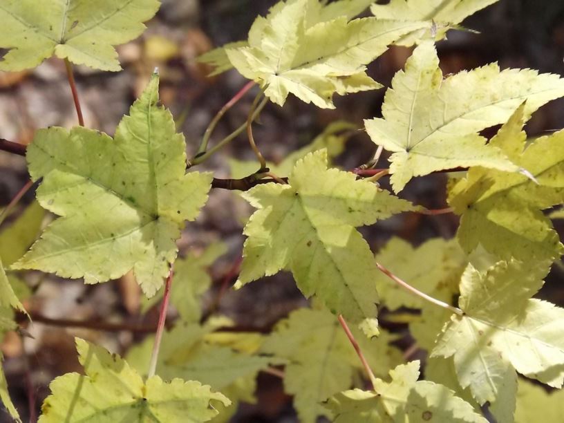 Acer pectinatum subsp. maximowiczii - Maximowicz maple | The Dawes ...