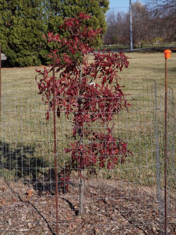 Quercus × filialis - hybrid oak | The Dawes Arboretum