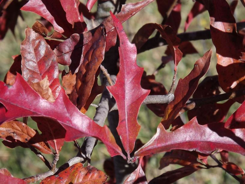 Quercus × filialis - hybrid oak | The Dawes Arboretum