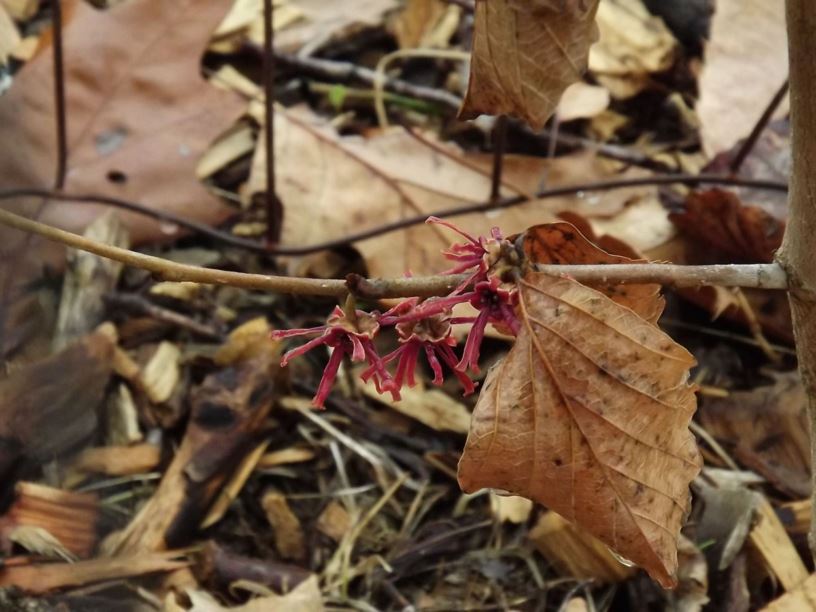 Hamamelis vernalis 'KLMKK' Purple Prince™ - Purple Prince™ vernal witch ...