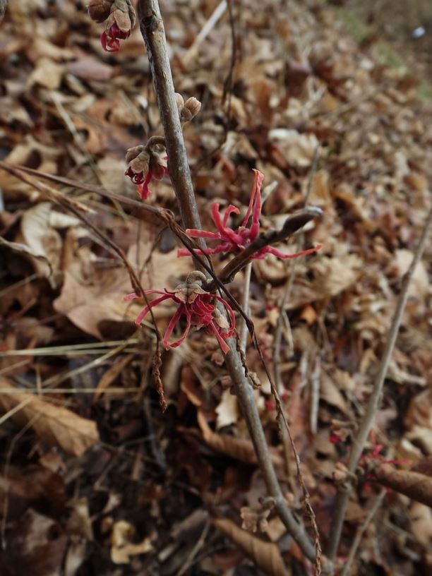 Hamamelis vernalis 'Purple Ribbons' - Purple Ribbons vernal witch-hazel ...