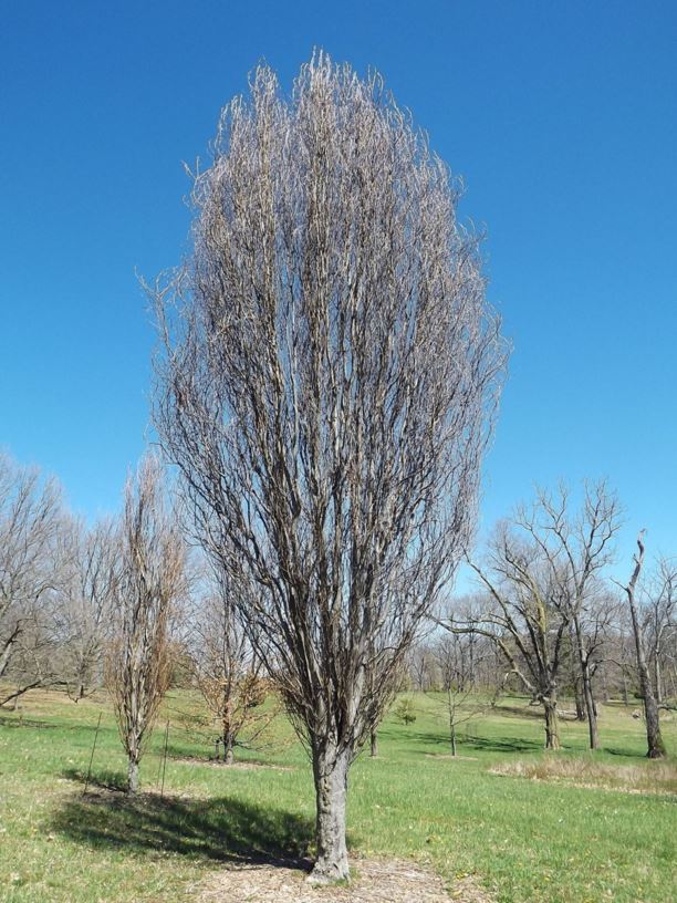 Fagus sylvatica 'Dawyck' - Dawyck European beech | The Dawes Arboretum