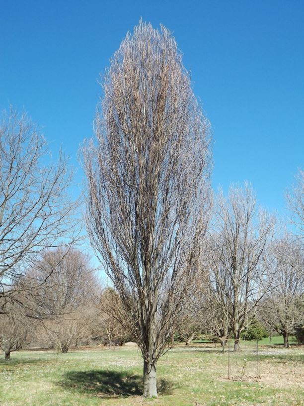 Fagus sylvatica 'Dawyck' - Dawyck European beech | The Dawes Arboretum