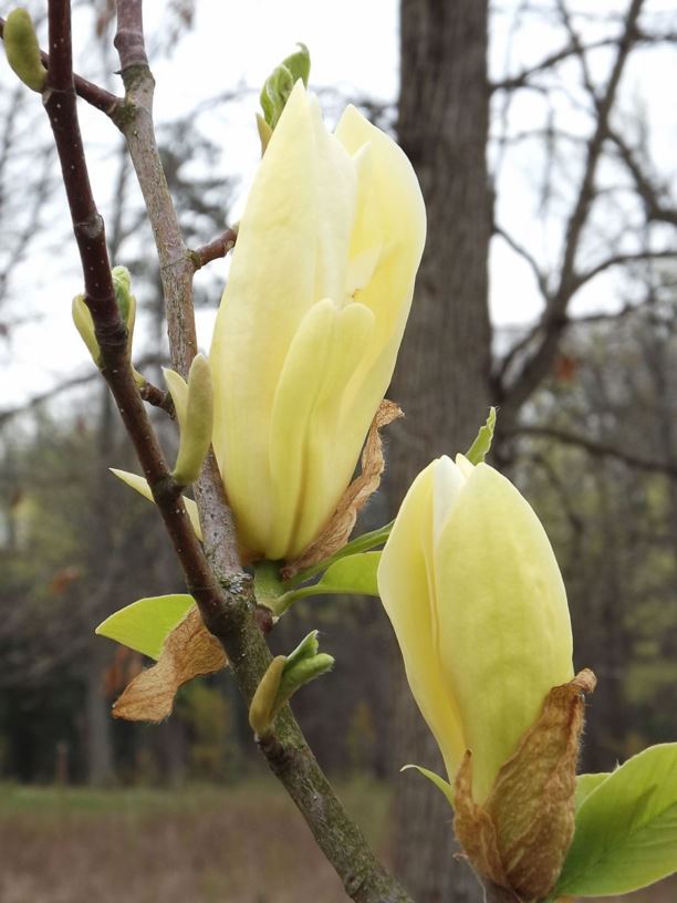 Magnolia 'Limelight' - Limelight magnolia | The Dawes Arboretum