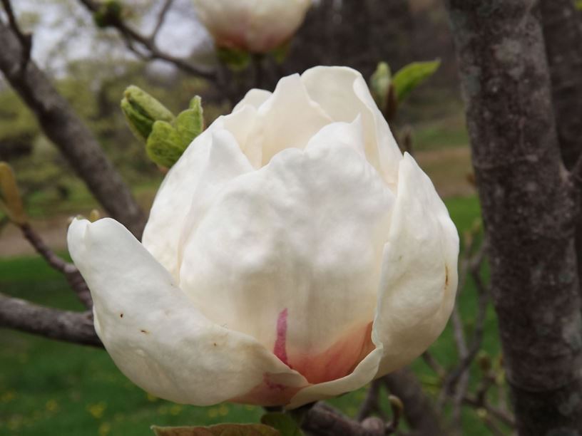 Magnolia 'Gold Cup' - Gold Cup magnolia | The Dawes Arboretum