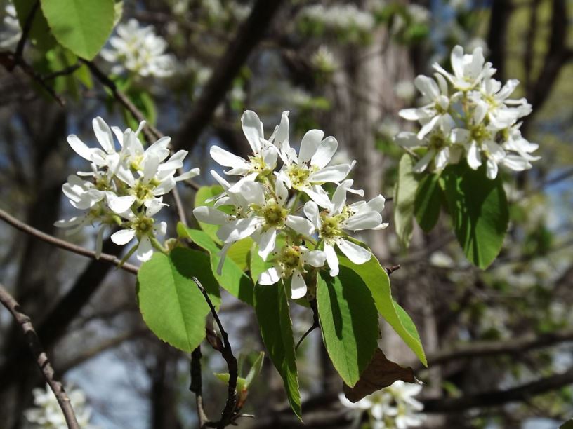 Amelanchier sanguinea - roundleaf serviceberry, red-twig shadbush | The ...