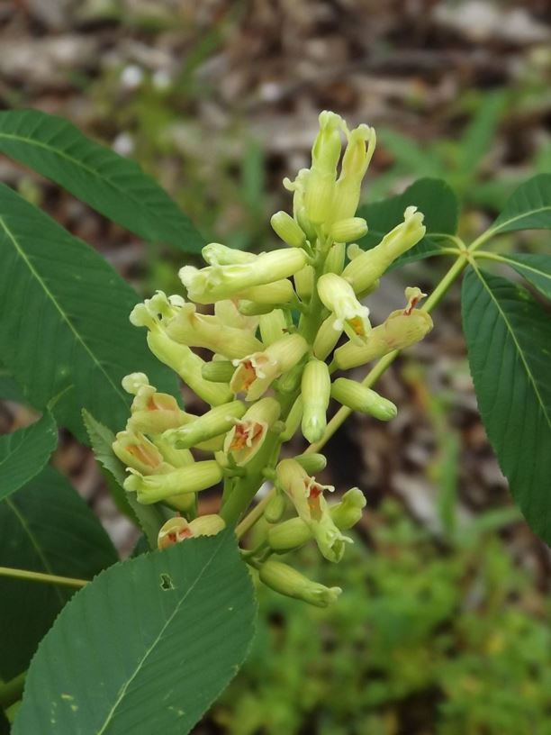 Aesculus sylvatica - painted buckeye, Georgia buckeye | The Dawes Arboretum