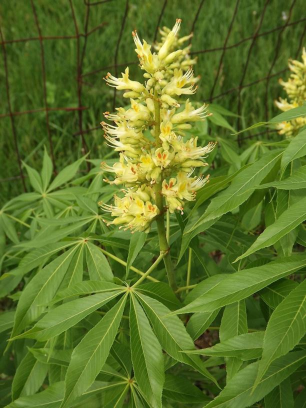 Aesculus glabra var. arguta - Texas buckeye, western buckeye | The ...