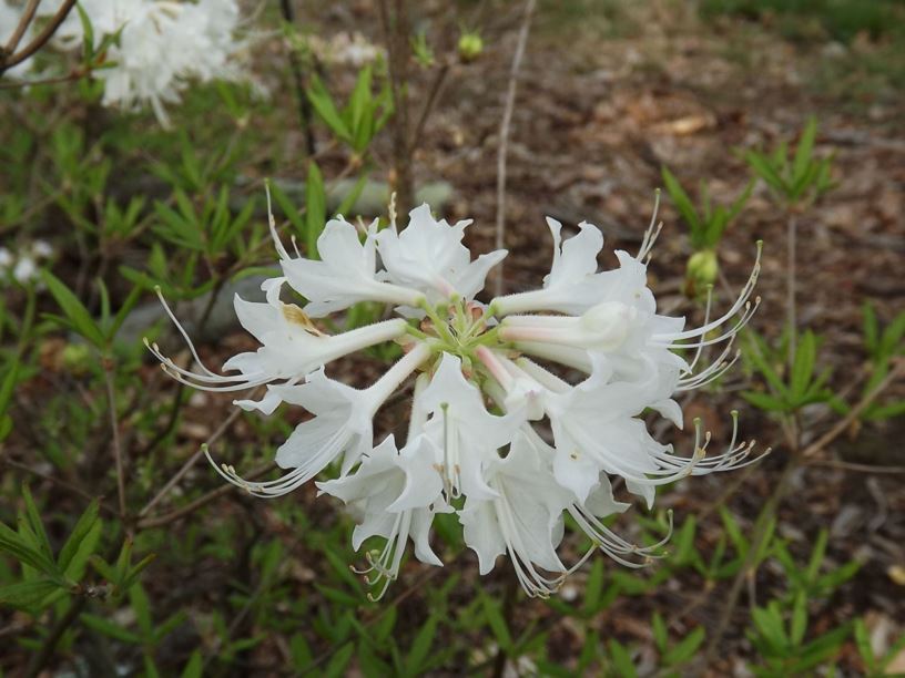 Rhododendron alabamense - Alabama azalea | The Dawes Arboretum