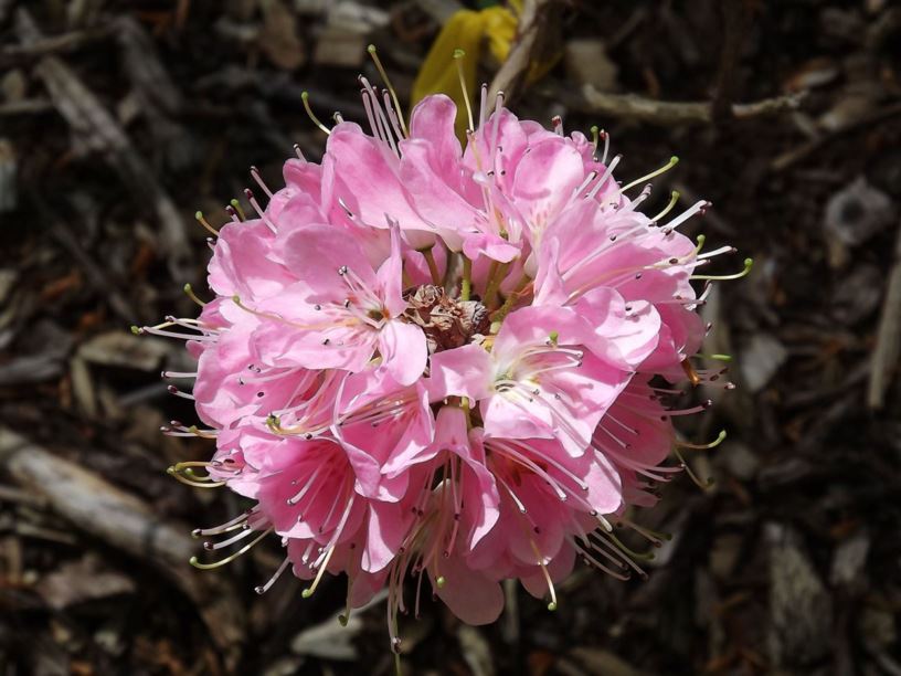 Rhododendron vaseyi - pinkshell azalea | The Dawes Arboretum