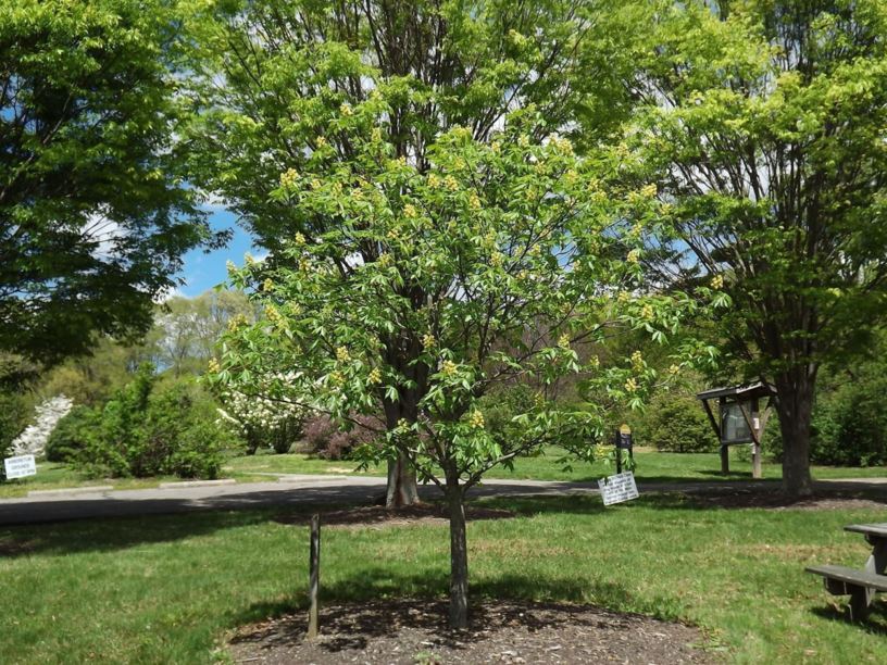 Aesculus × arnoldiana 'Autumn Splendor' - Autumn Splendor Arnold ...