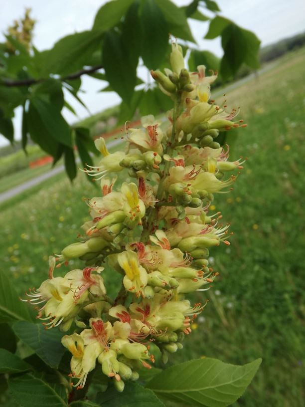 Aesculus × marylandica 'Homestead' - Homestead hybrid buckeye | The ...