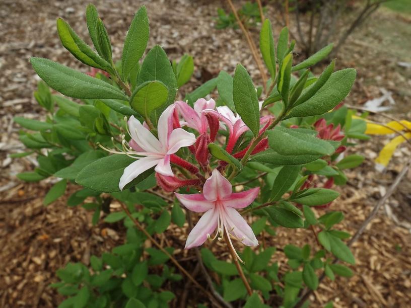 Rhododendron viscosum f. glaucum 'Delaware Blue' - Delaware Blue swamp ...