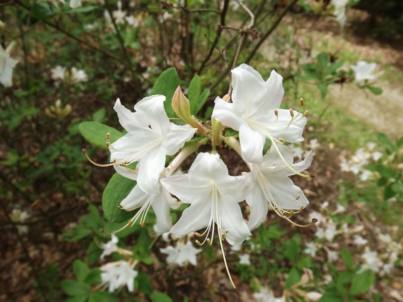 Rhododendron atlanticum - coast azalea, dwarf azalea | The Dawes Arboretum