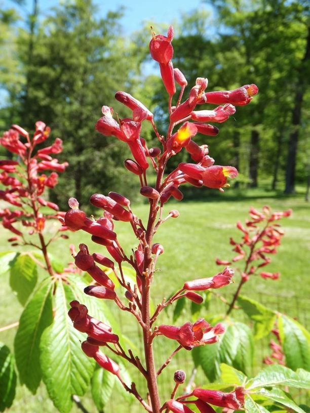 Aesculus pavia 'Humilis' - Humilis red buckeye, ground red buckeye ...