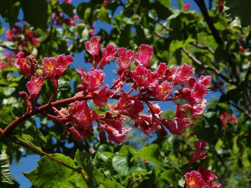 Aesculus × carnea 'Briotii' - ruby red horse-chestnut | The Dawes Arboretum