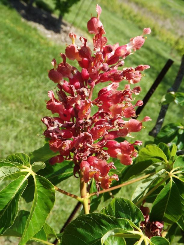 Aesculus × mutabilis 'Harbisonii' - Harbison arboretum buckeye | The ...
