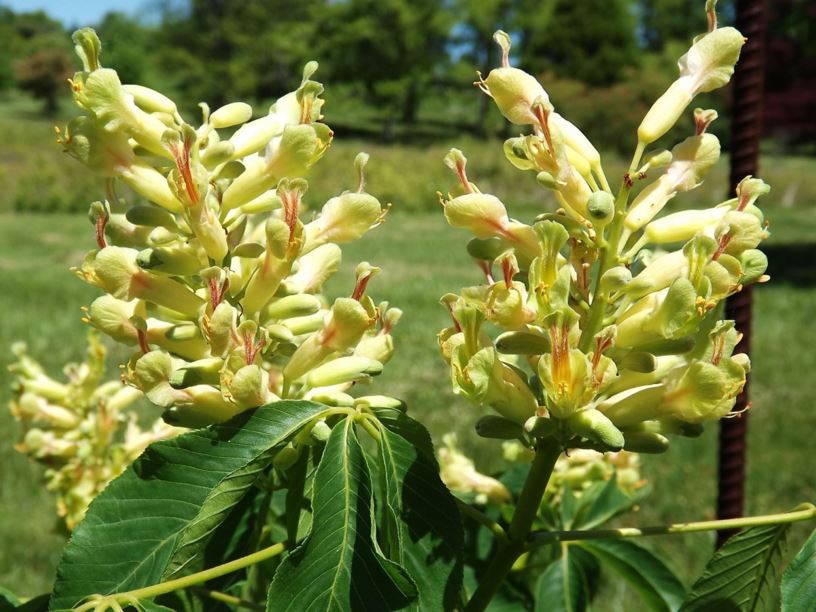 Aesculus flava (dwarf) - dwarf yellow buckeye | The Dawes Arboretum
