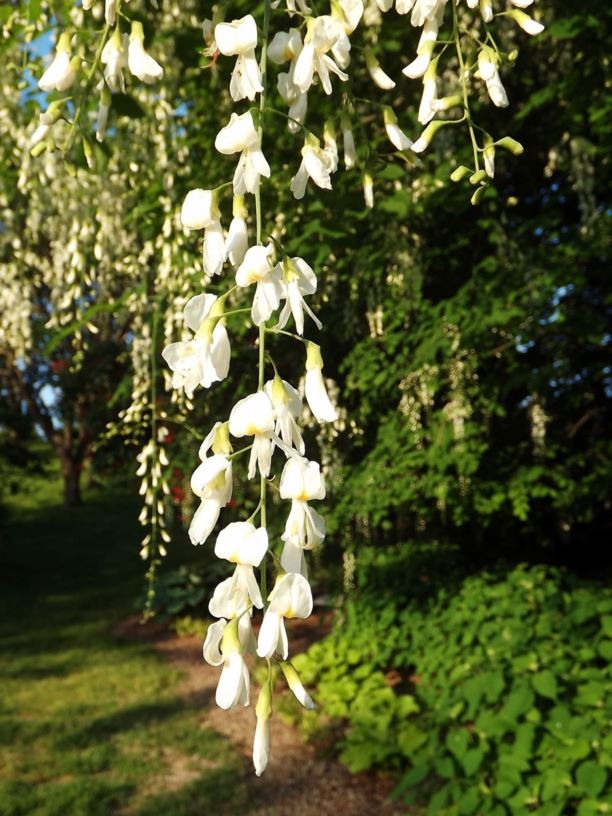Cladrastis kentukea - American yellowwood, Kentucky yellowwood | The ...