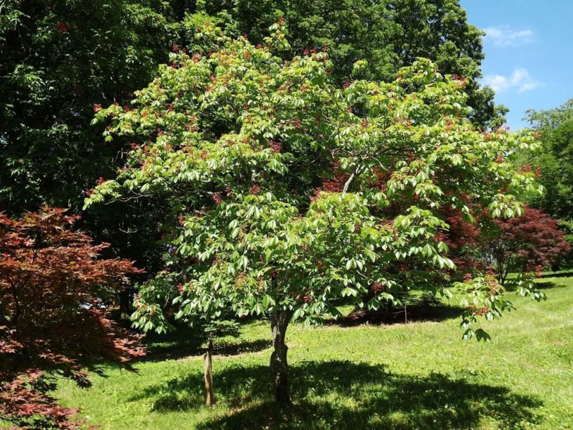 Aesculus pavia - red buckeye | The Dawes Arboretum