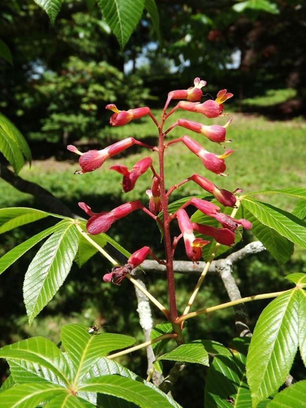 Aesculus pavia - red buckeye | The Dawes Arboretum