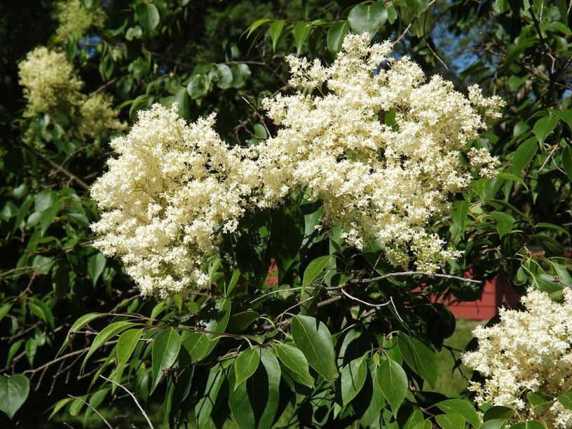 Syringa reticulata subsp. pekinensis - Peking lilac | The Dawes Arboretum
