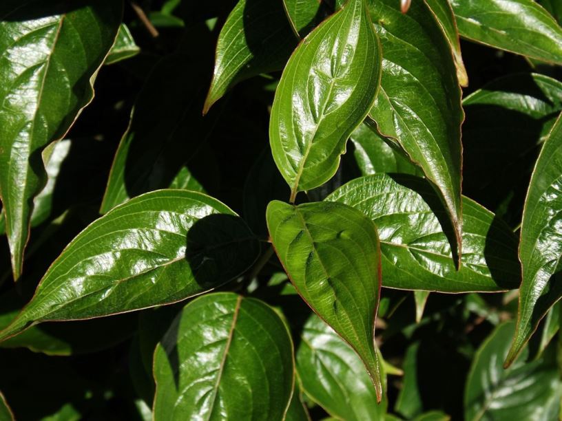 Cornus officinalis 'Kintoki' - Kintoki Japanese cornelian-cherry ...