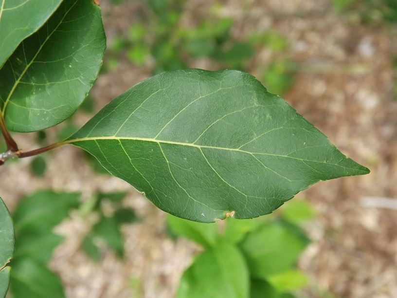 Forestiera acuminata - swamp-privet | The Dawes Arboretum