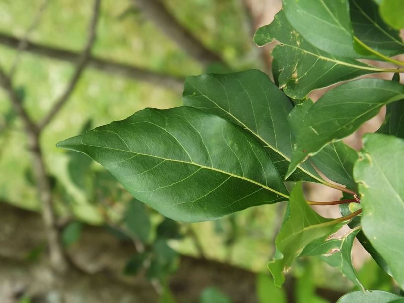 Forestiera acuminata - swamp-privet | The Dawes Arboretum